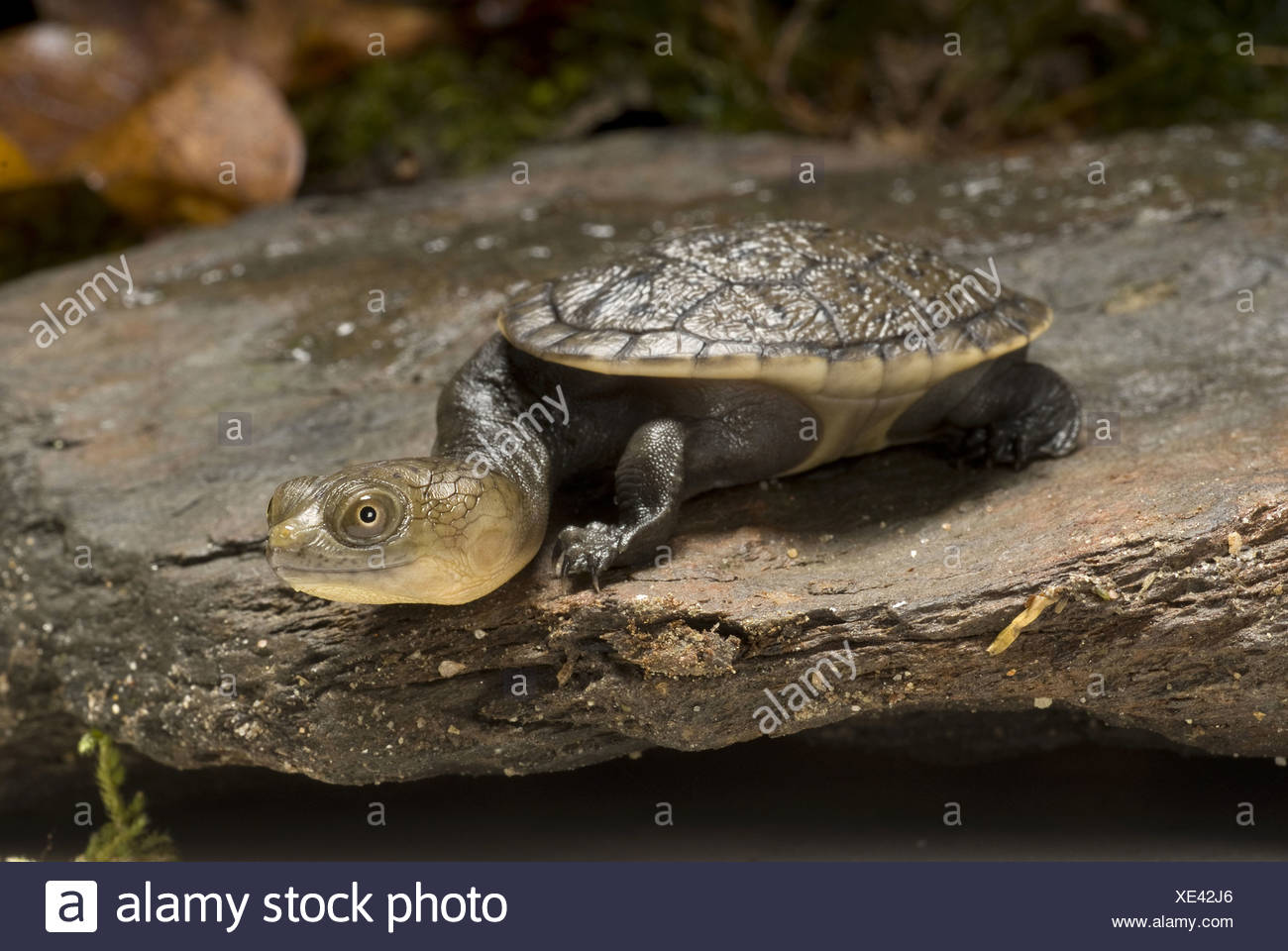 Northern Snake High Resolution Stock Photography and Images - Alamy