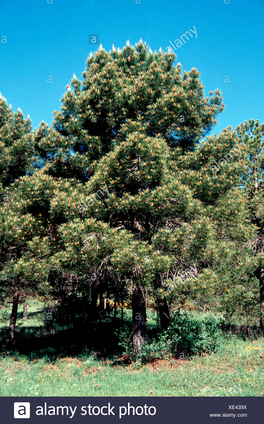 Pinus Pinaster High Resolution Stock Photography and Images - Alamy