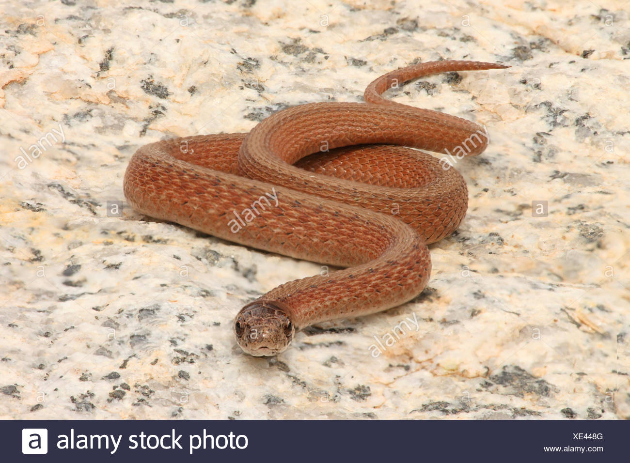Storeria Dekayi High Resolution Stock Photography and Images - Alamy