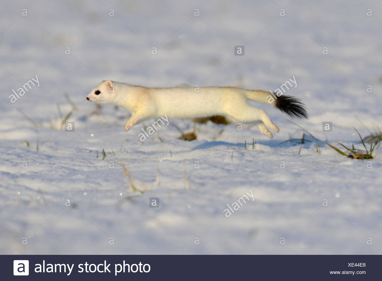 Stoat In Snow High Resolution Stock Photography and Images - Alamy
