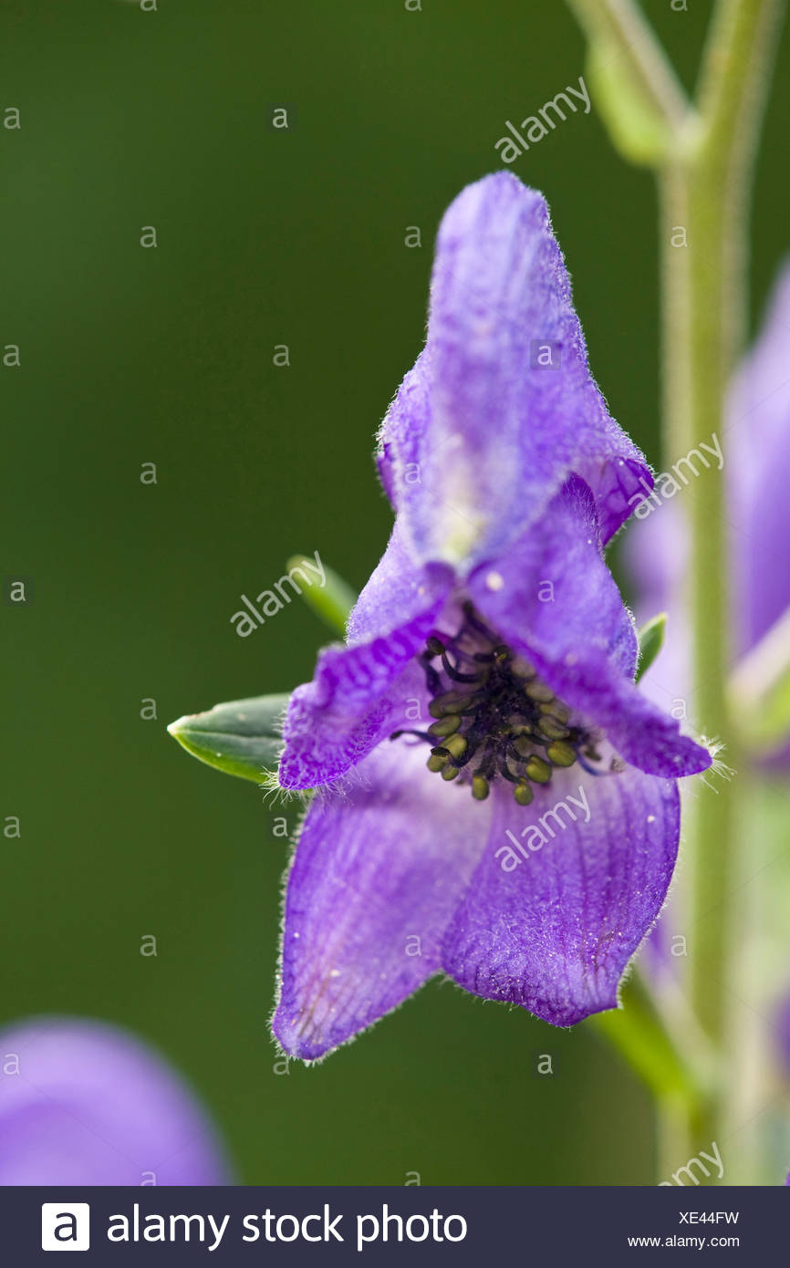 Monks Hood Flower Stock Photos & Monks Hood Flower Stock Images - Alamy