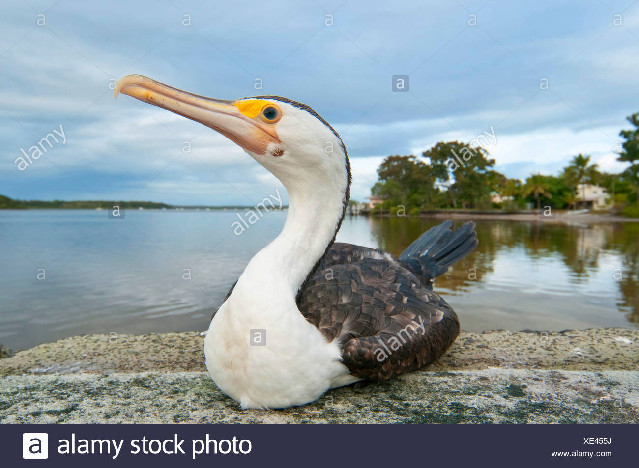 Shag Bird Australia High Resolution Stock Photography and Images - Alamy