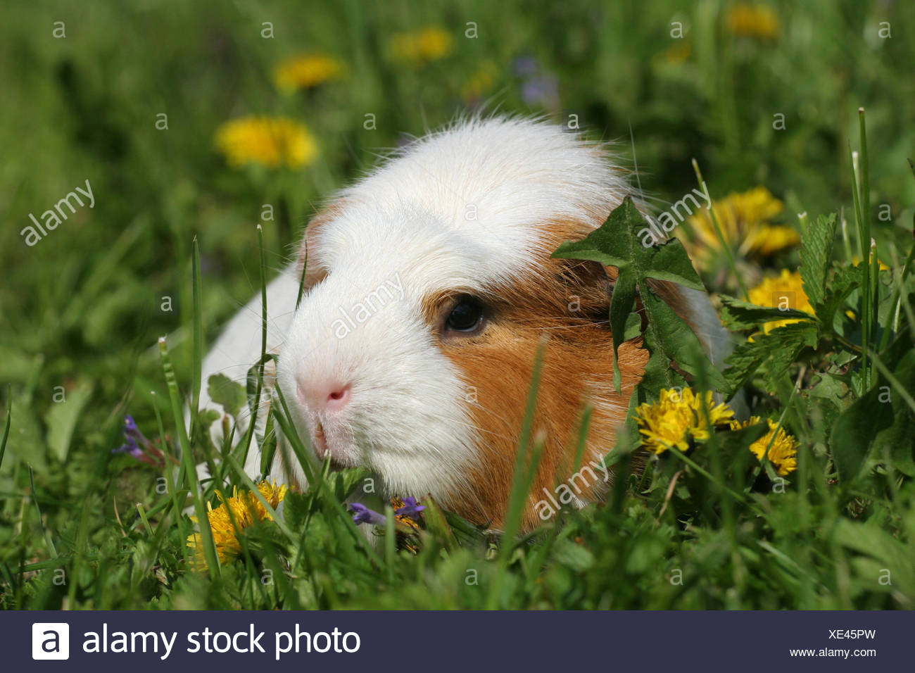 English Crested Guinea Pigs High Resolution Stock Photography and ...