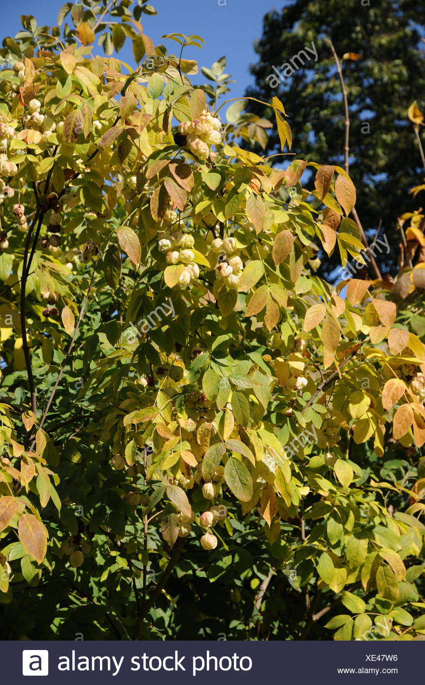 Bladdernut Staphylea High Resolution Stock Photography and Images - Alamy