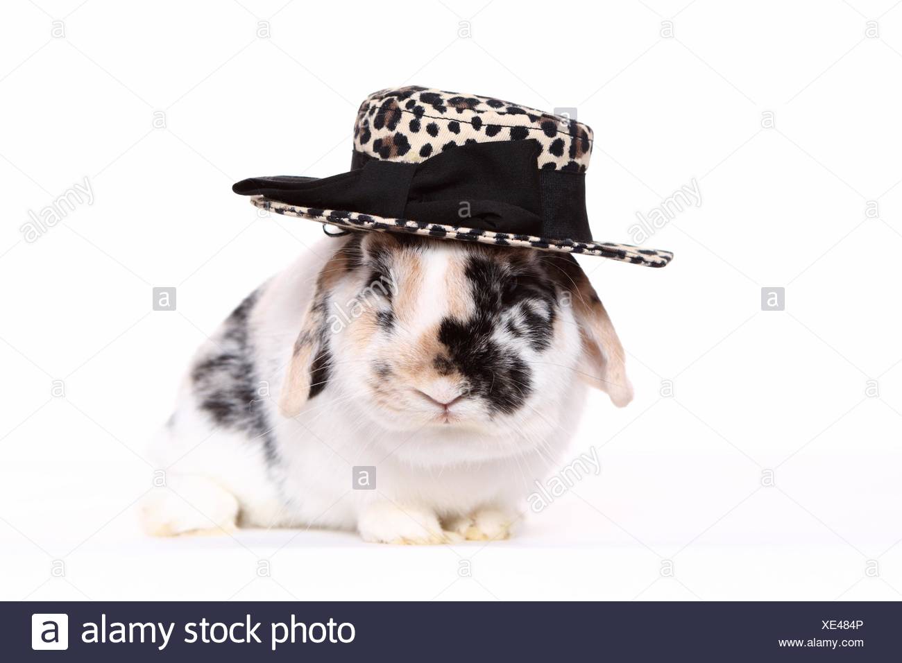 Black And White Lop Eared Rabbit High Resolution Stock Photography and ...