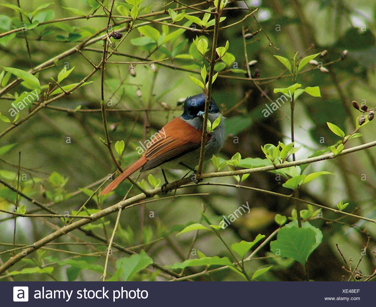 Reunion Island Bird High Resolution Stock Photography and Images - Alamy