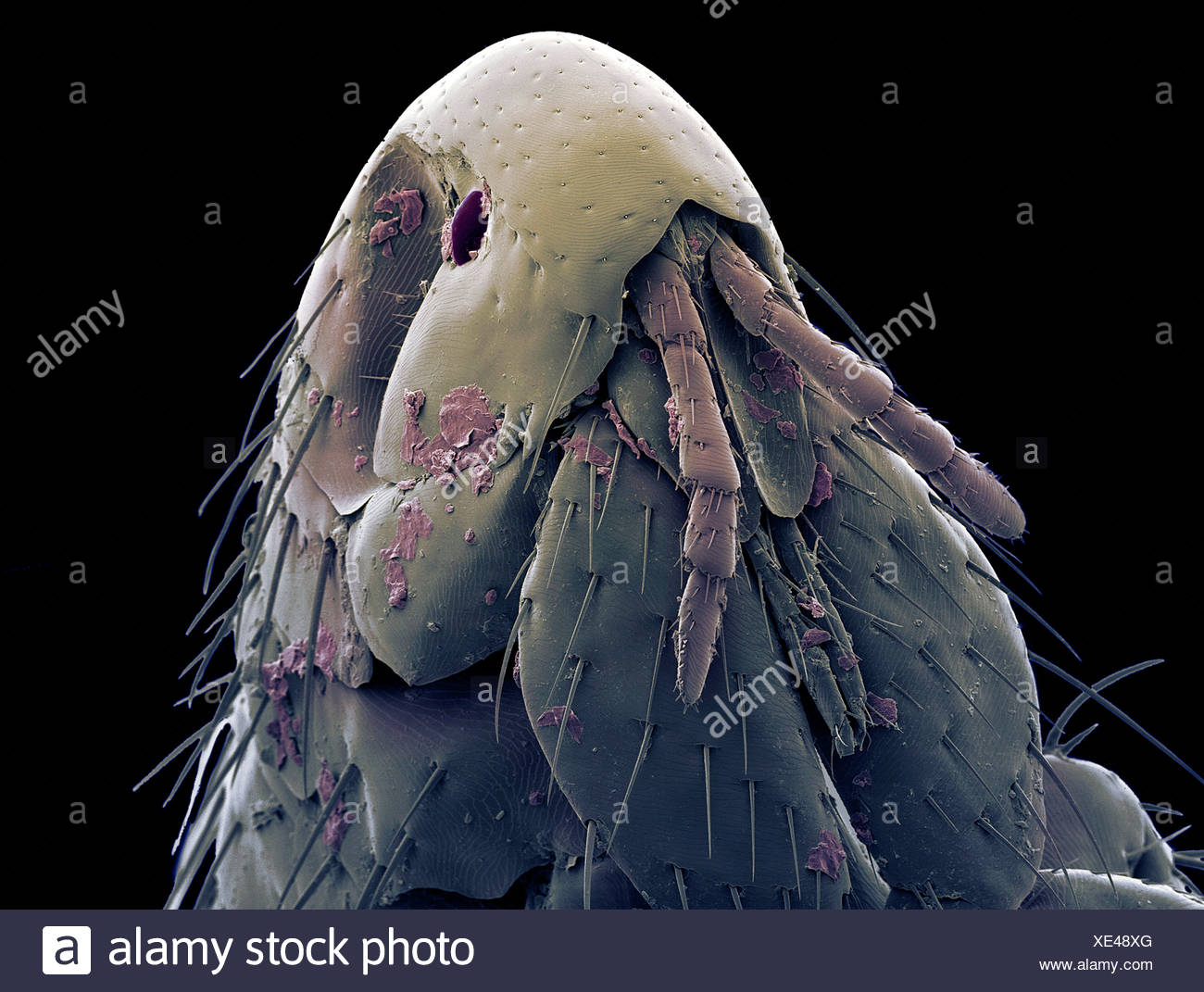 Magnified Flea High Resolution Stock Photography and Images - Alamy