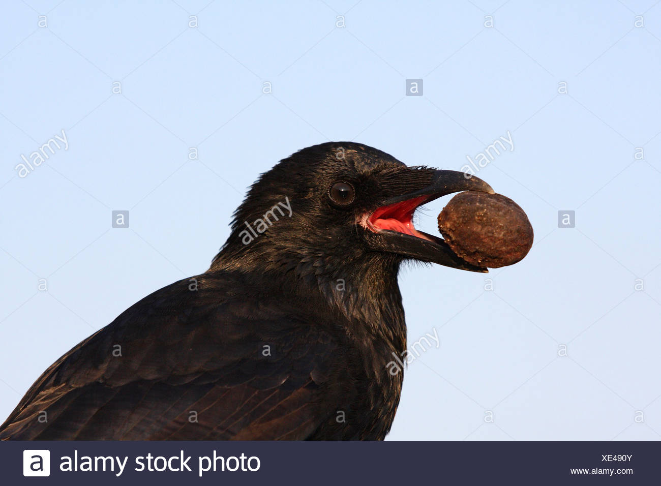 Crow Head High Resolution Stock Photography and Images - Alamy