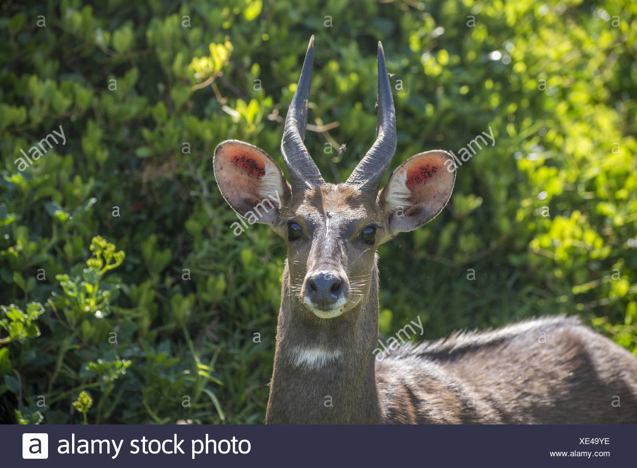Bushbuck High Resolution Stock Photography and Images - Alamy