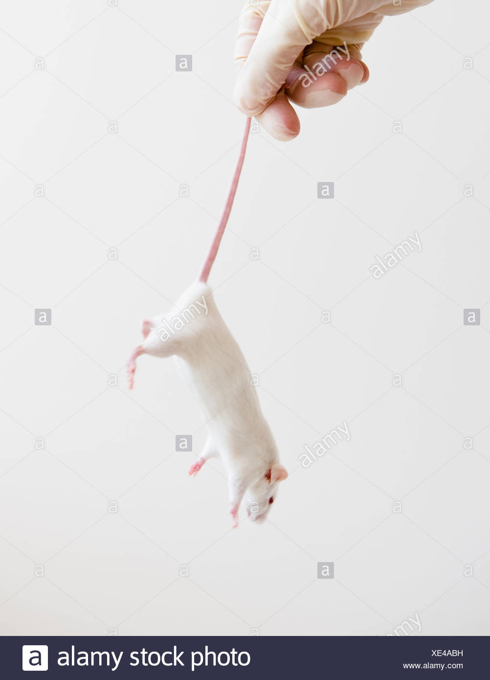 Hand Holding Mouse Tail Stock Photos & Hand Holding Mouse Tail Stock ...