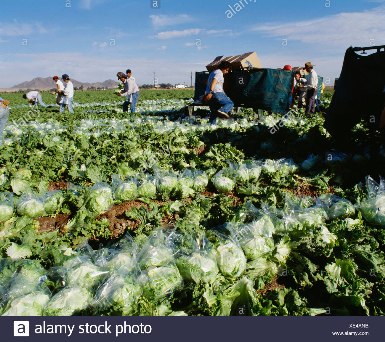 Lettuce Field Yuma Arizona Stock Photos & Lettuce Field Yuma Arizona ...