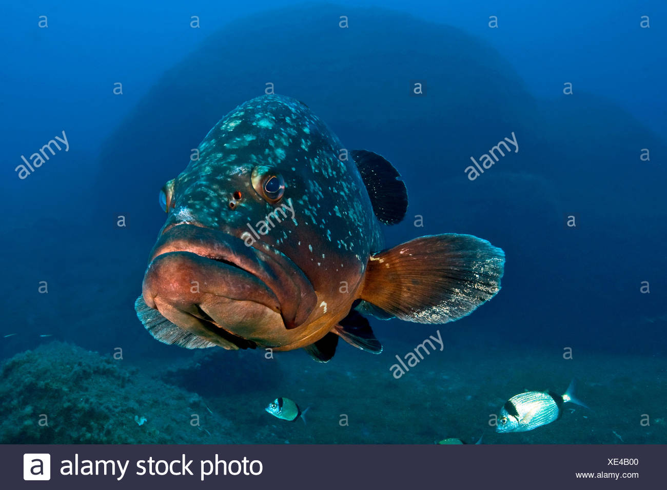 Mero Fish High Resolution Stock Photography and Images - Alamy