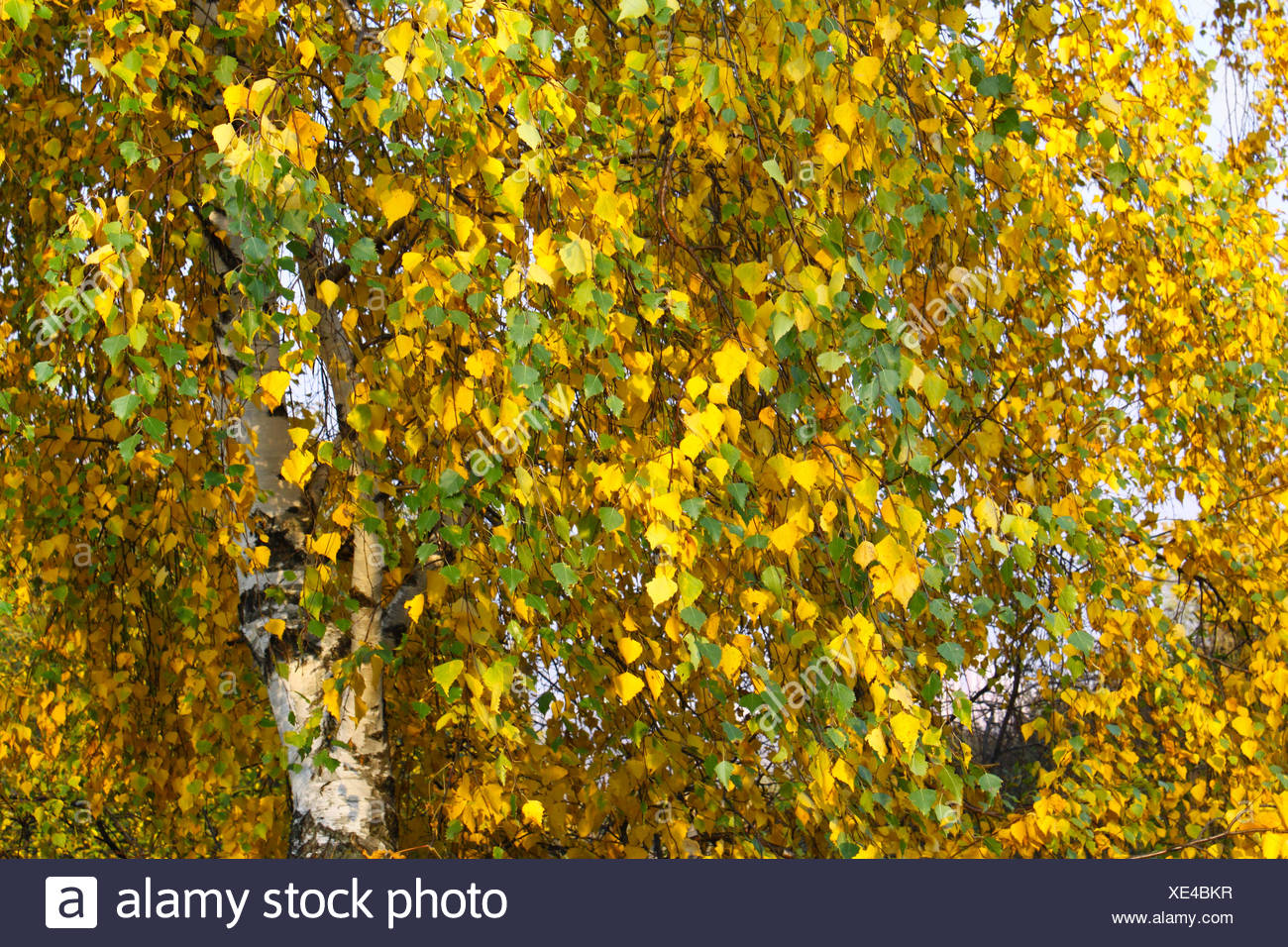 Close Up Of Leaves Of Birch Tree High Resolution Stock Photography and ...