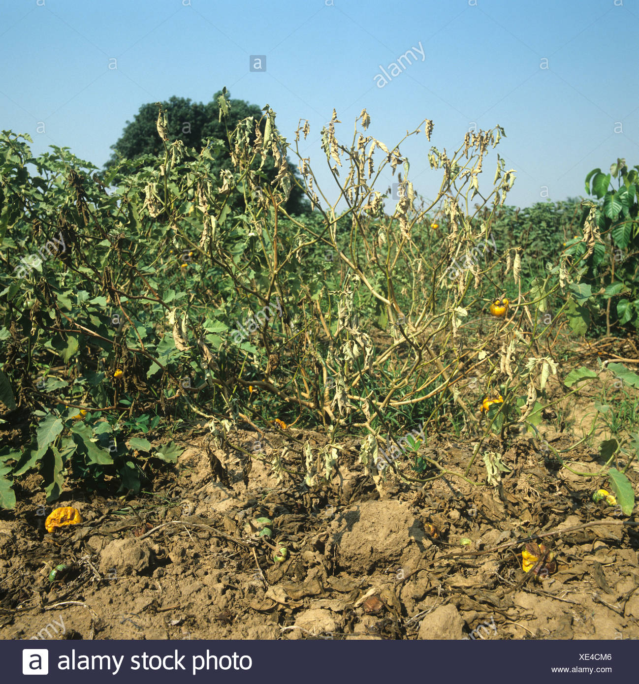 Wilted Crop High Resolution Stock Photography and Images - Alamy