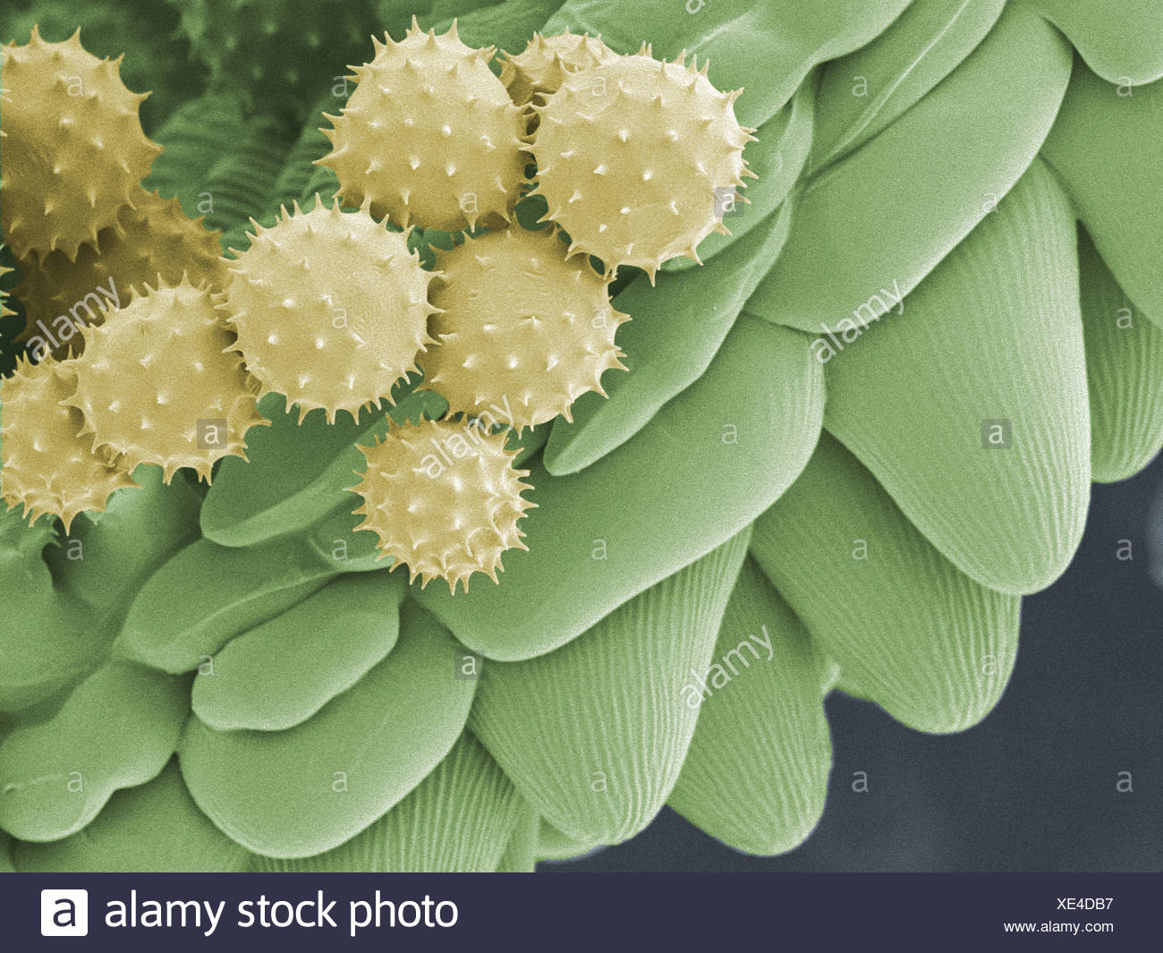 Electron Microscope Pollen High Resolution Stock Photography and Images ...