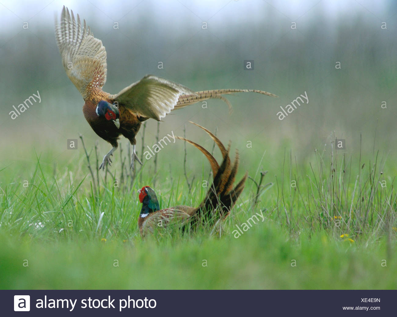 Pheasants Fighting High Resolution Stock Photography and Images - Alamy