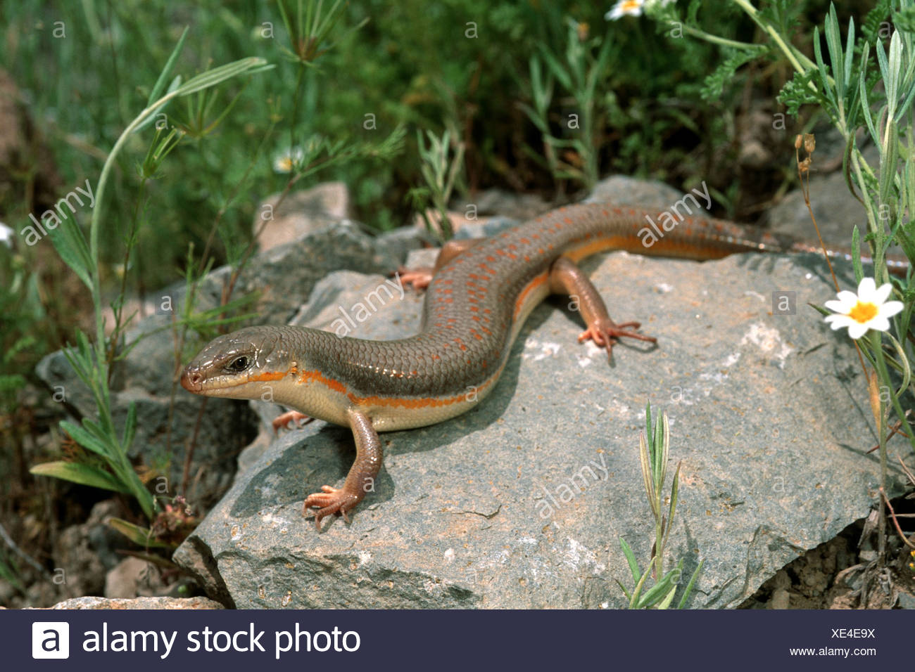 Qasvin B Trapp High Resolution Stock Photography and Images - Alamy
