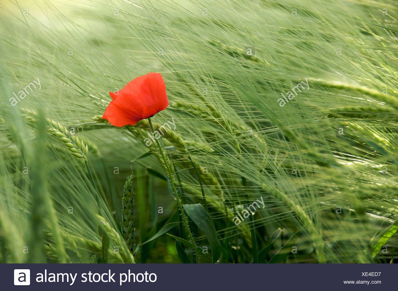 Poppy Flower Stock Photos & Poppy Flower Stock Images - Alamy