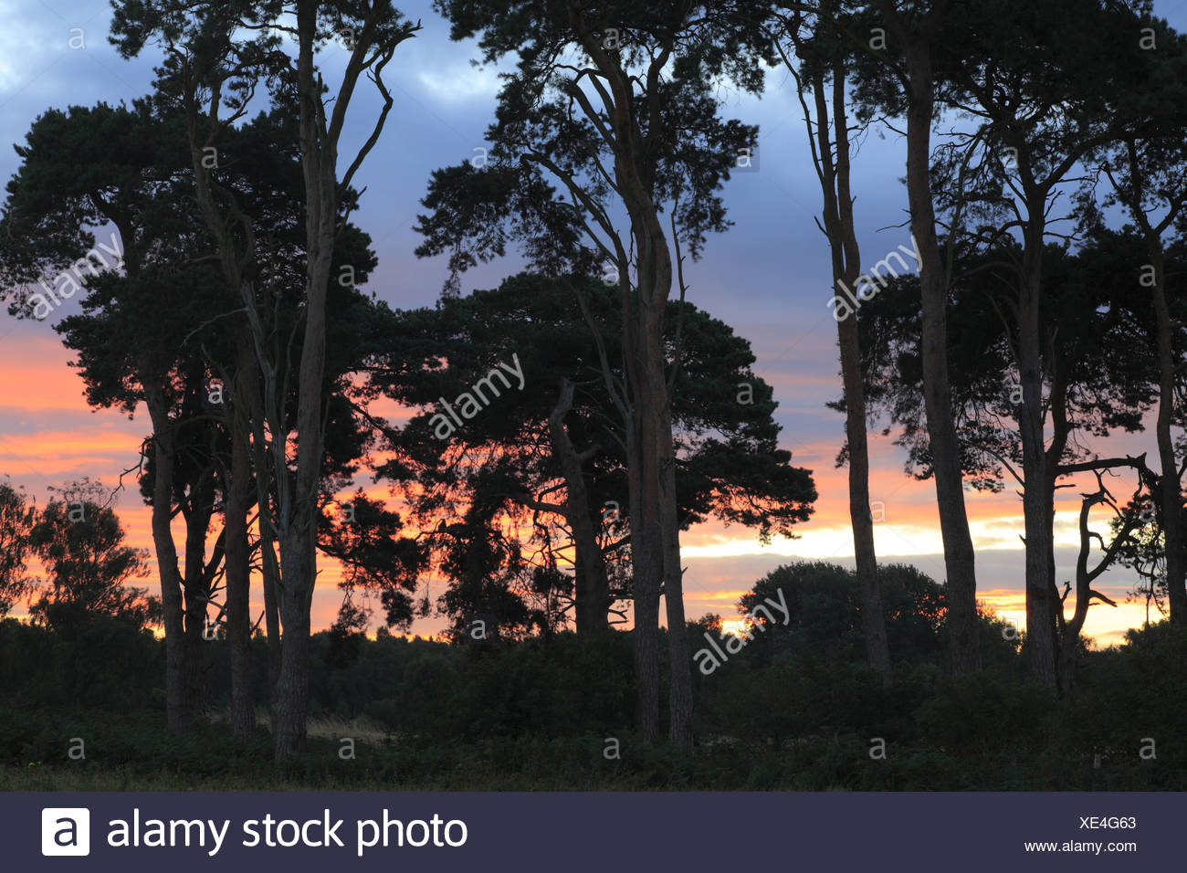 Thetford Forest Breckland High Resolution Stock Photography and Images ...