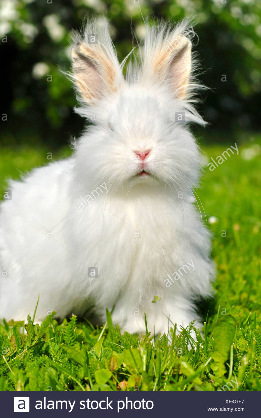 Angora Rabbit Oryctolagus Cuniculus High Resolution Stock Photography ...