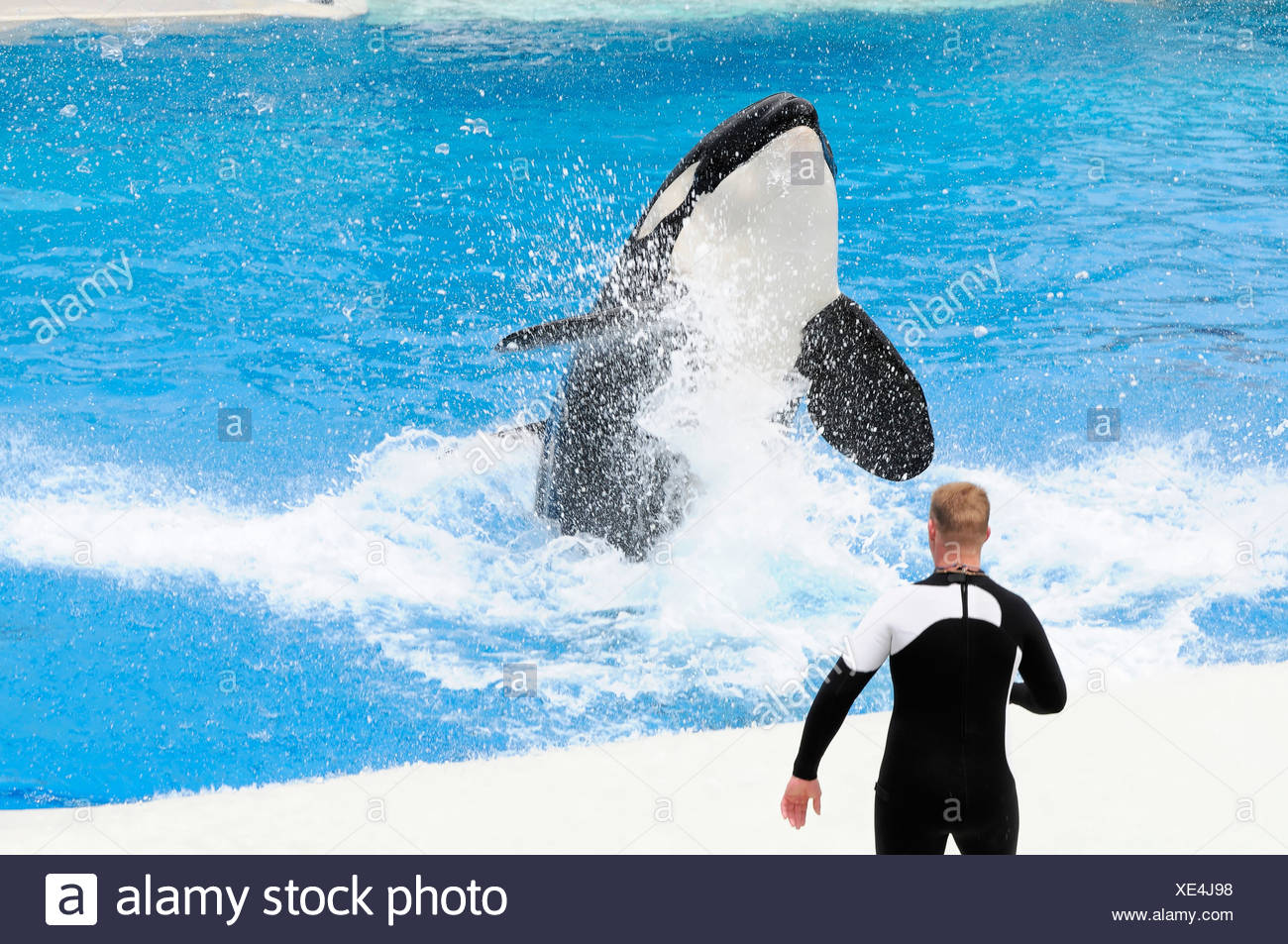 Seaworld Shamu Show High Resolution Stock Photography and Images - Alamy