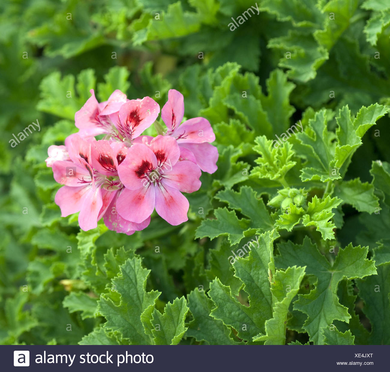 Lemon Scented Geranium High Resolution Stock Photography and Images - Alamy