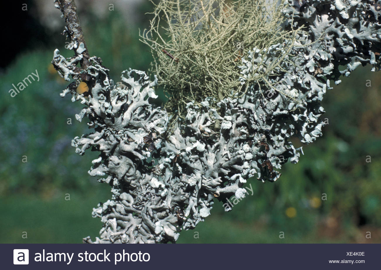 Physodes High Resolution Stock Photography and Images - Alamy
