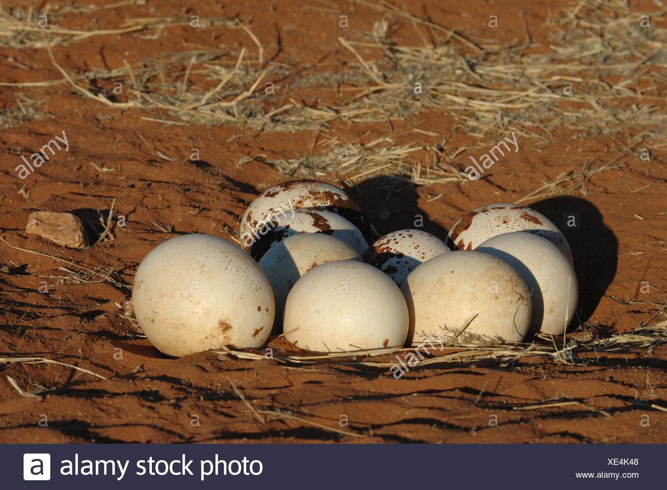 Ostrich Shell High Resolution Stock Photography and Images - Alamy