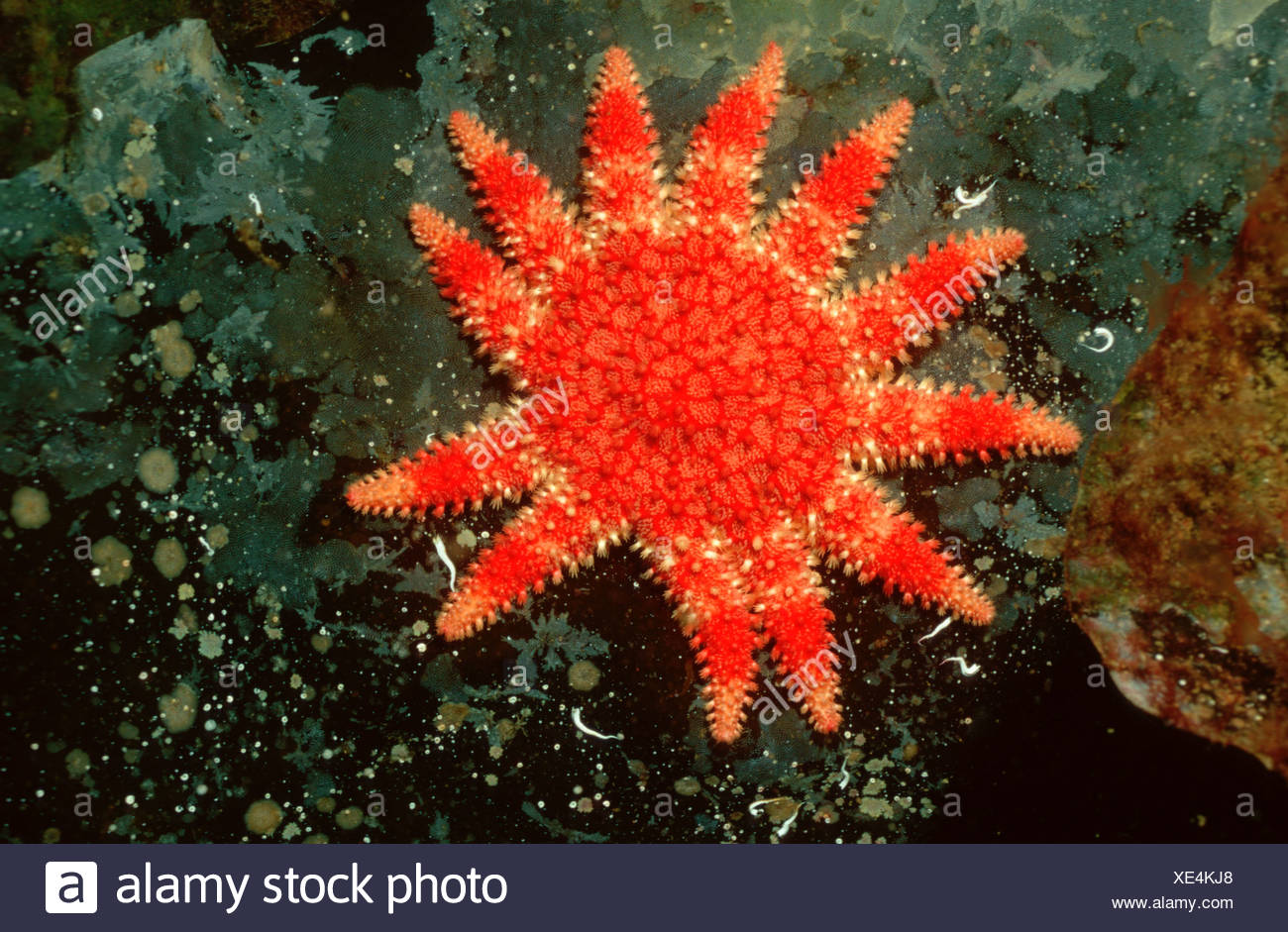 Crossaster Papposus Stock Photos & Crossaster Papposus Stock Images - Alamy