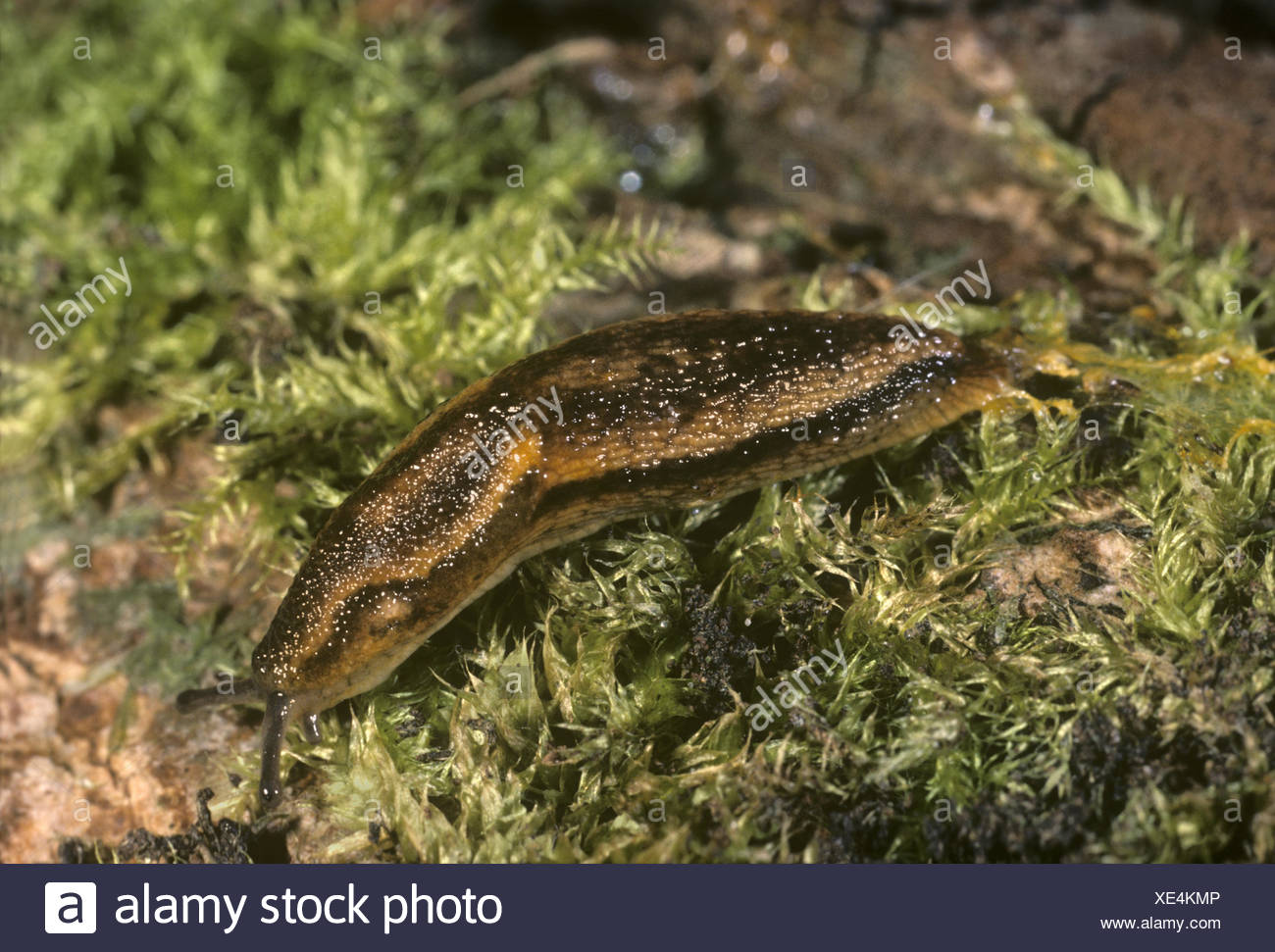 Arion Slug Stock Photos & Arion Slug Stock Images - Alamy