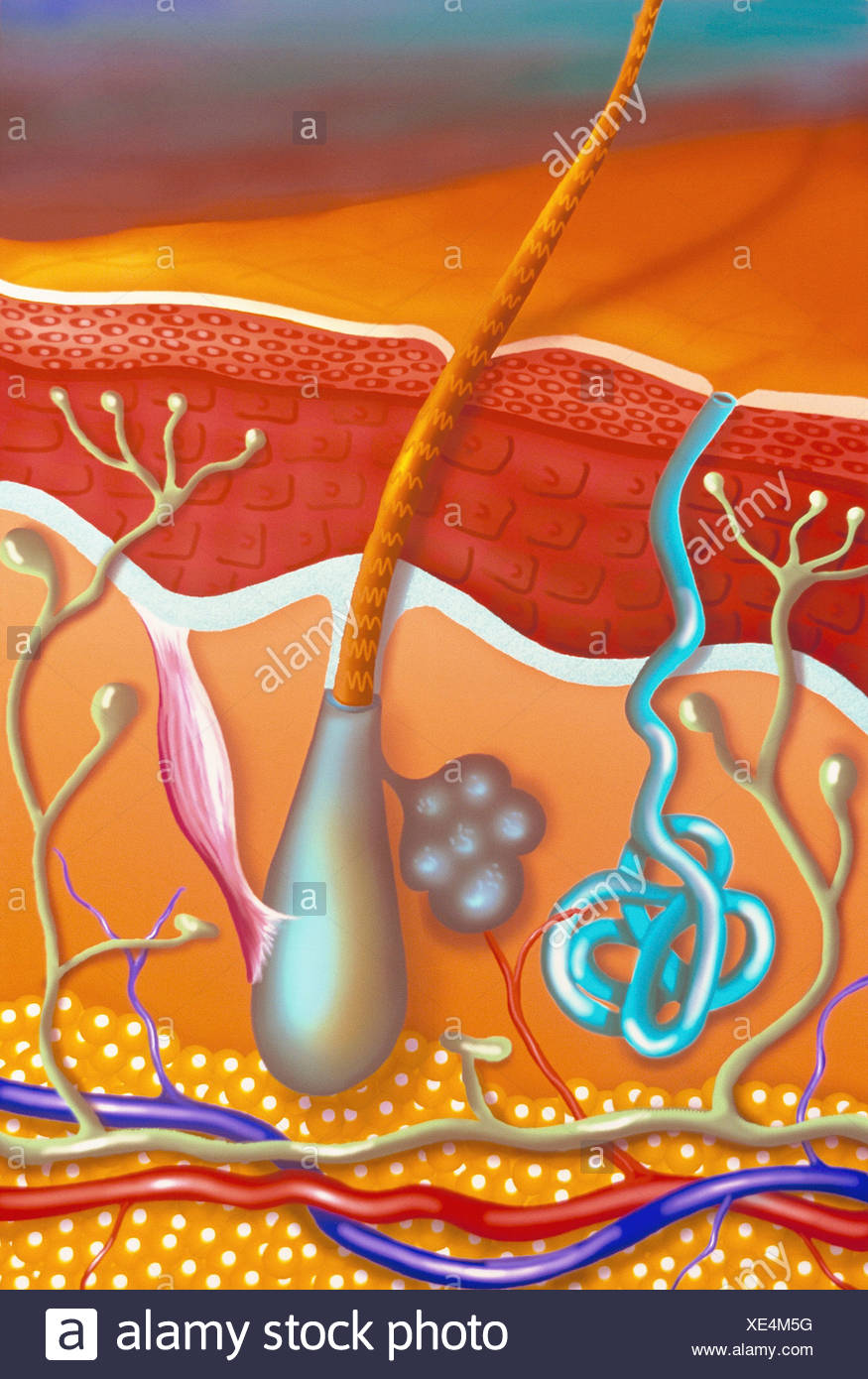 Pacinian Corpuscle High Resolution Stock Photography and Images - Alamy