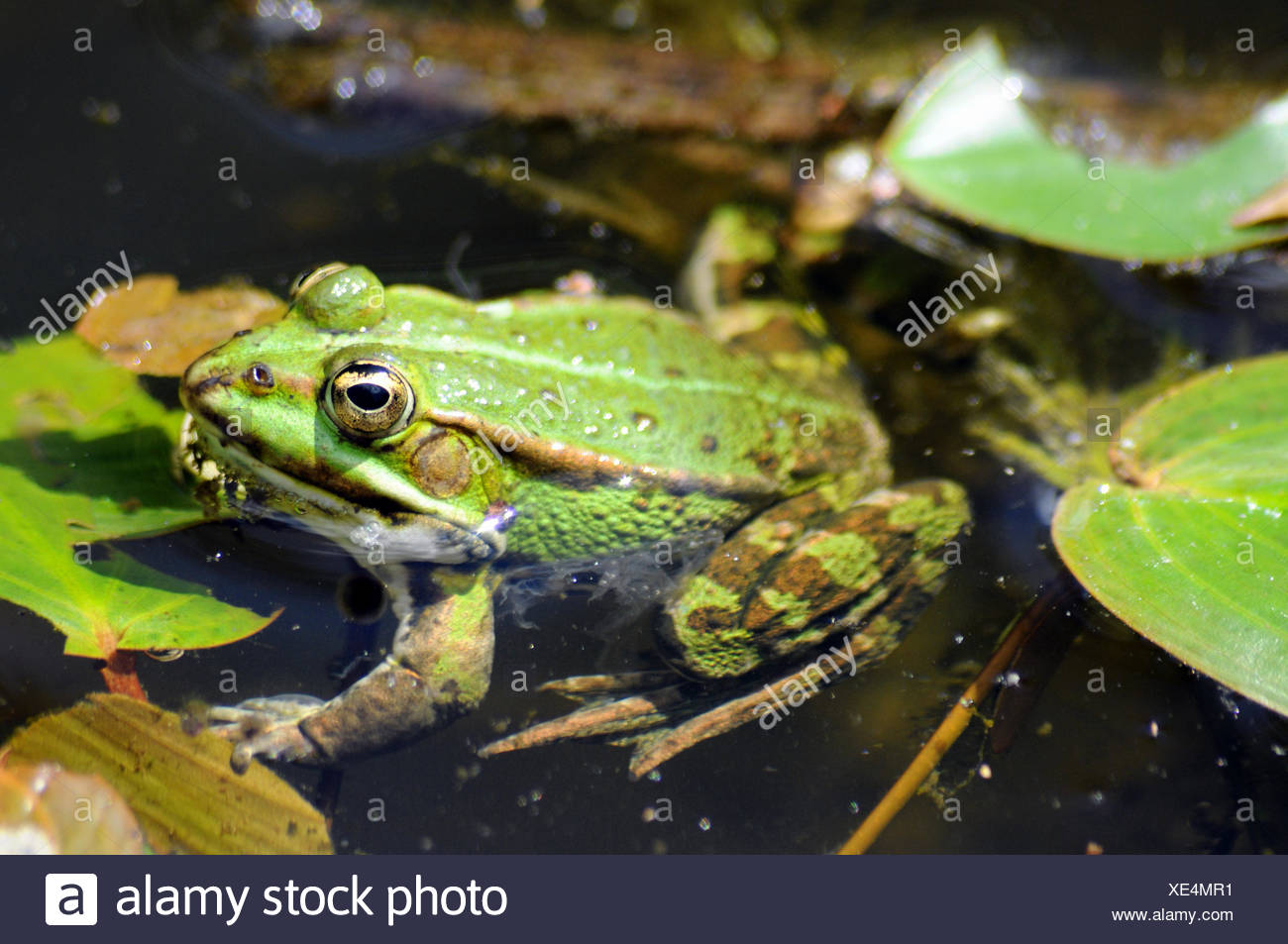 Frog Mating High Resolution Stock Photography and Images - Alamy