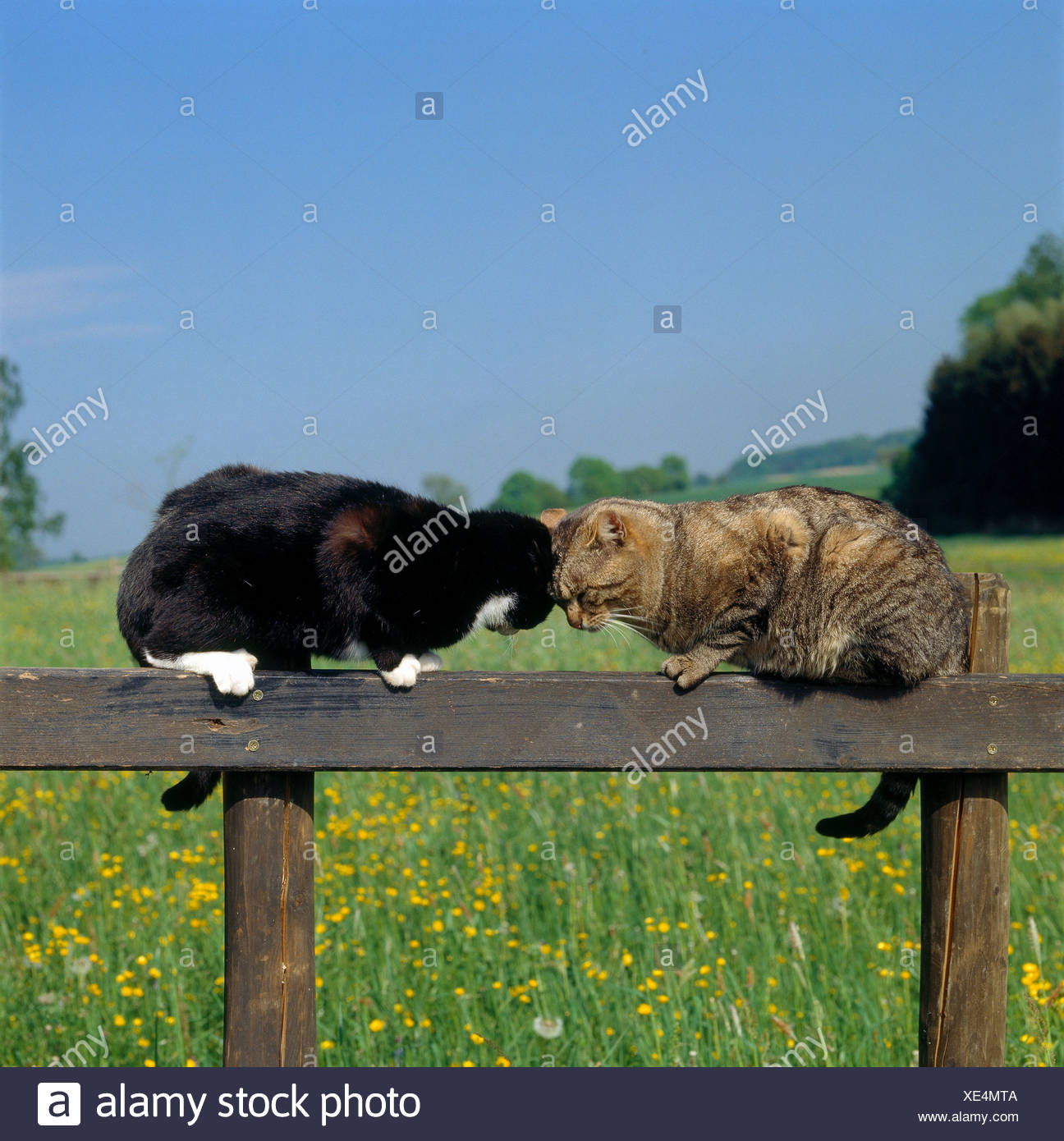 Canoodling High Resolution Stock Photography and Images - Alamy