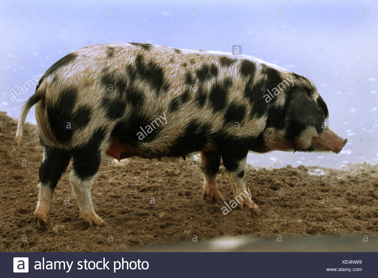 Endangered Pig High Resolution Stock Photography and Images - Alamy
