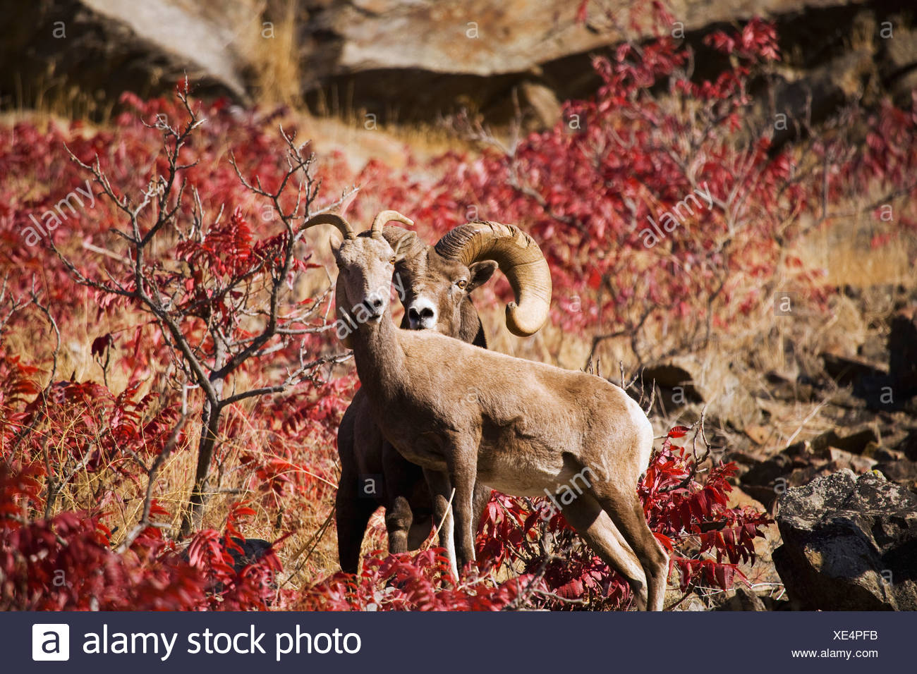 Ram And Ewe Sheep High Resolution Stock Photography and Images - Alamy