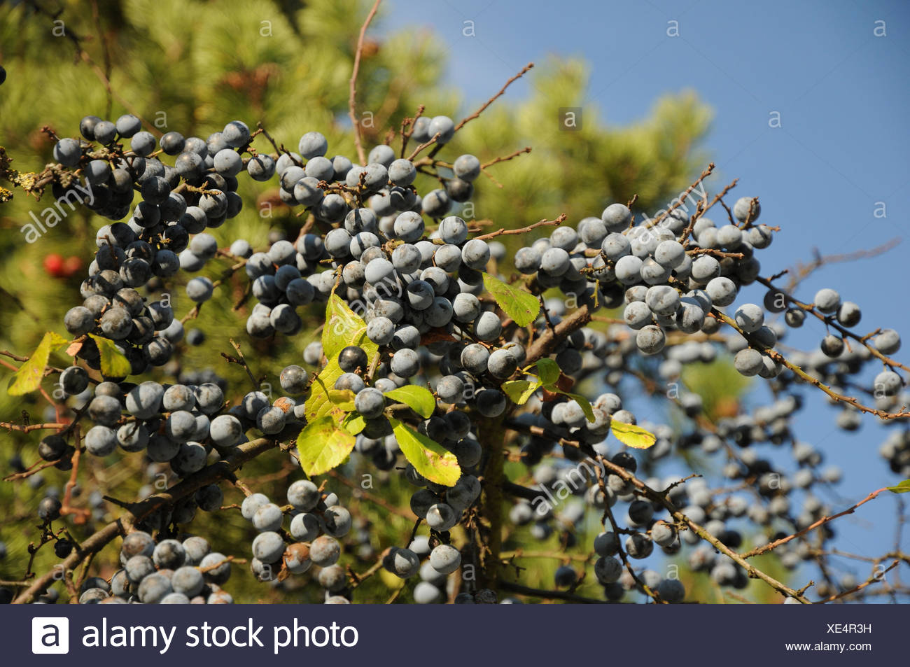 Sloes Stock Photos & Sloes Stock Images - Alamy