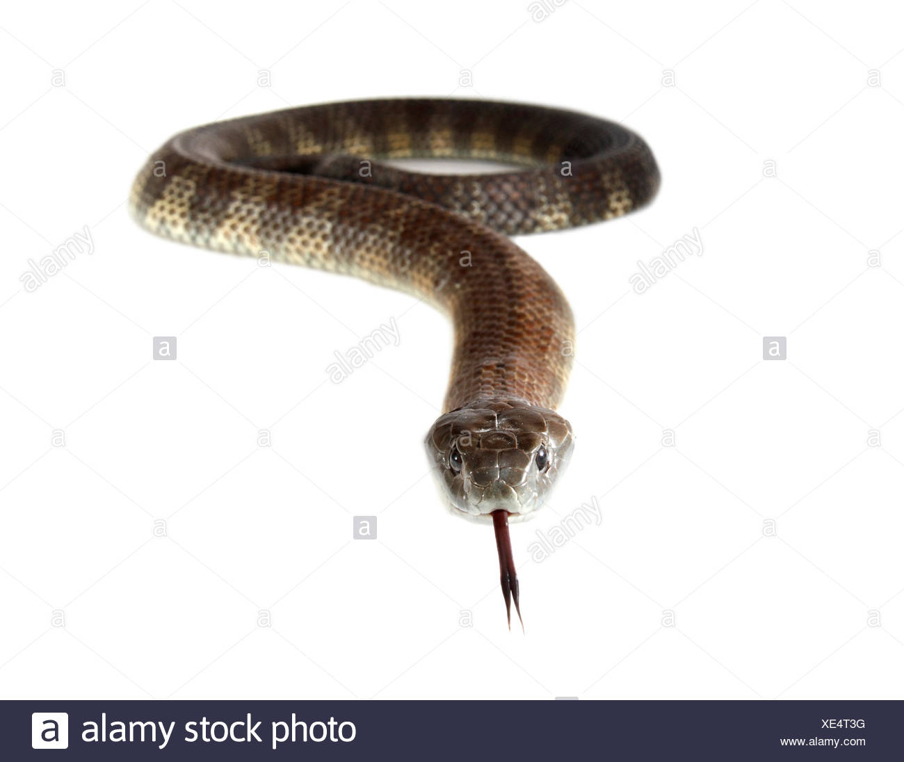 Notechis High Resolution Stock Photography and Images - Alamy