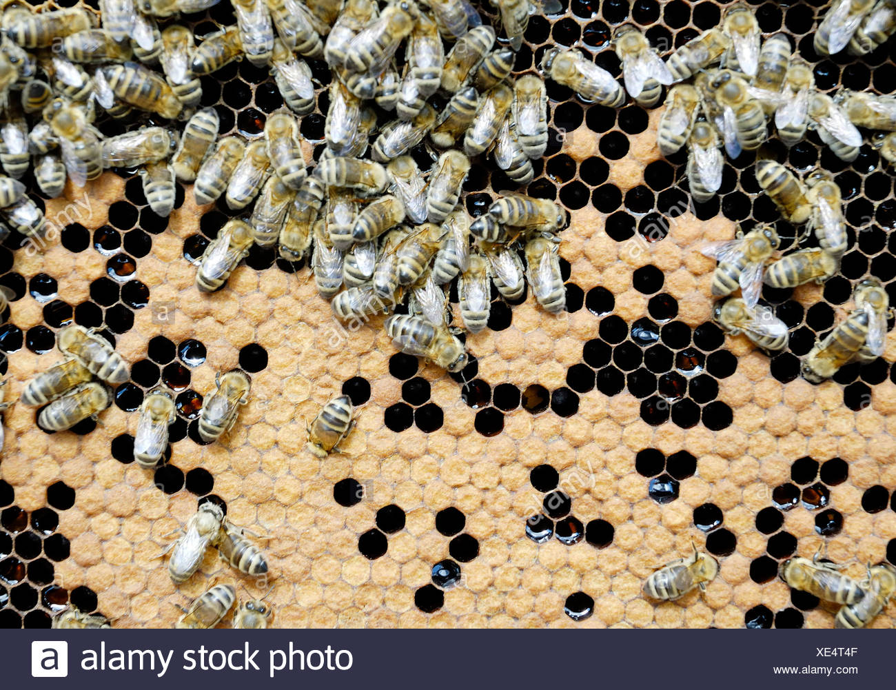 Larvae Cells High Resolution Stock Photography and Images - Alamy