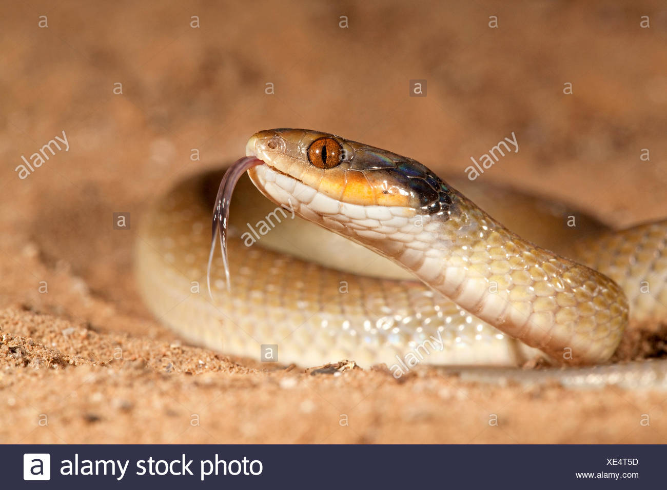 Herald Snake High Resolution Stock Photography and Images - Alamy