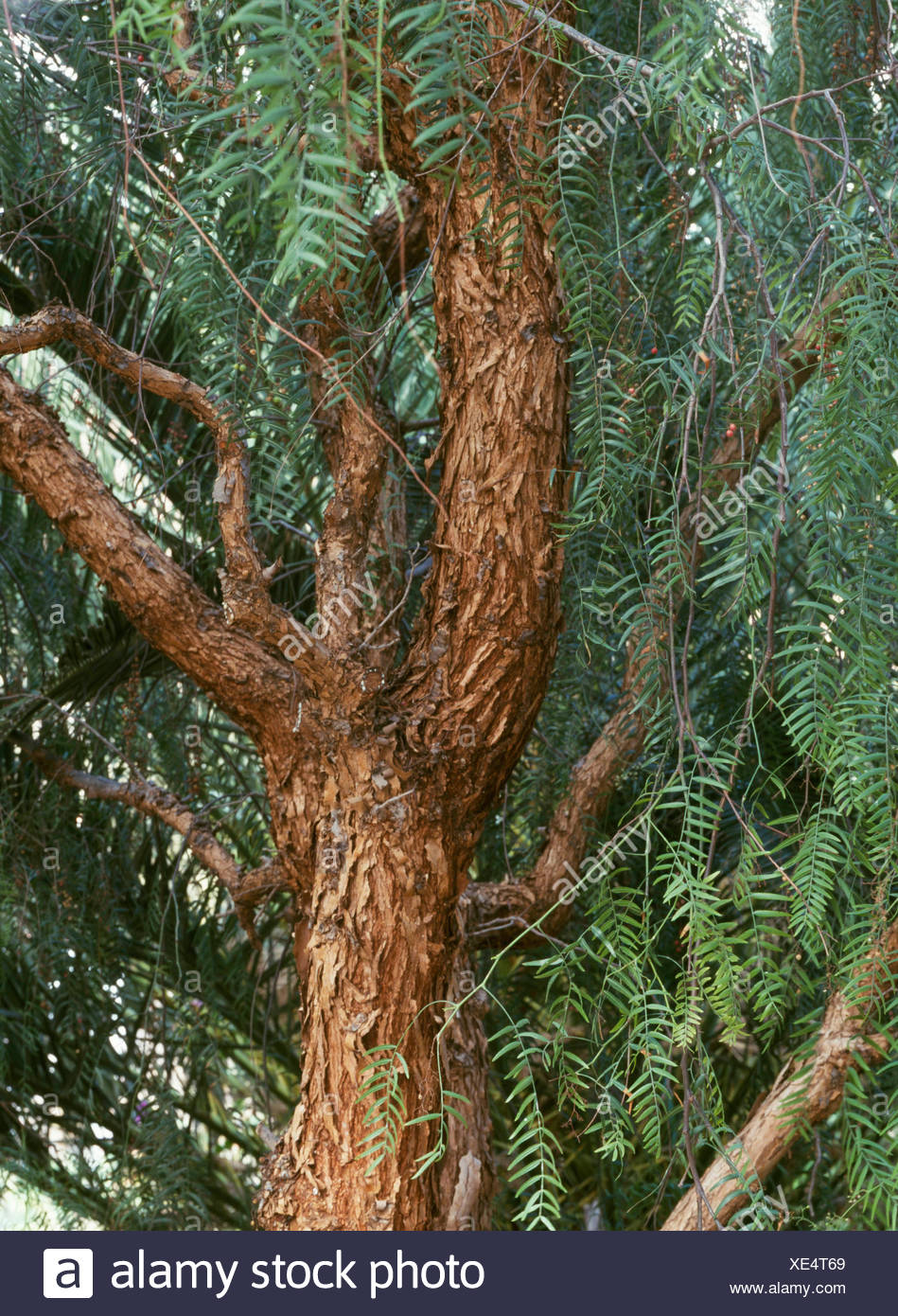 Schinus High Resolution Stock Photography and Images - Alamy