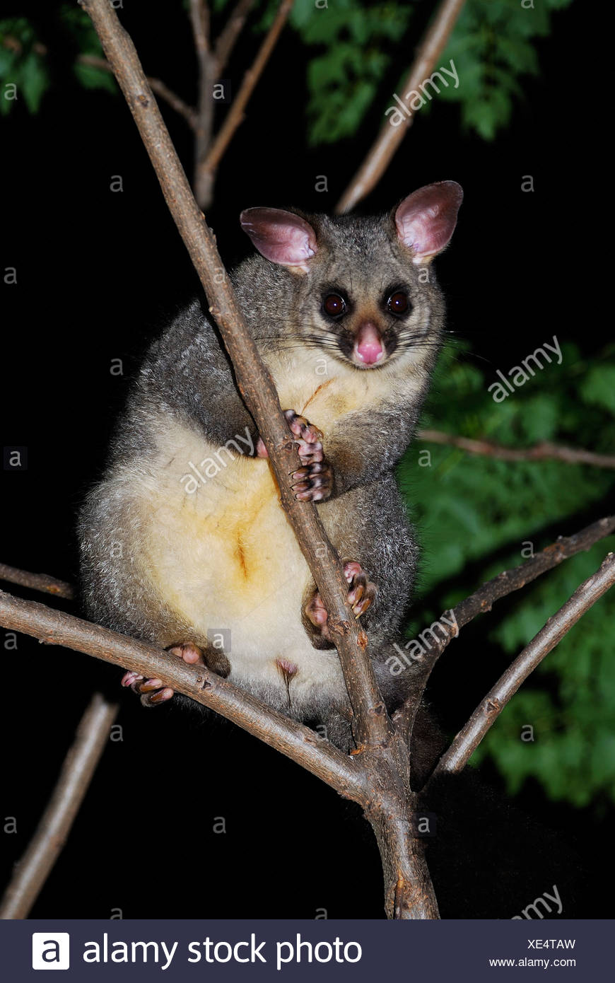 Possum Tree High Resolution Stock Photography and Images - Alamy