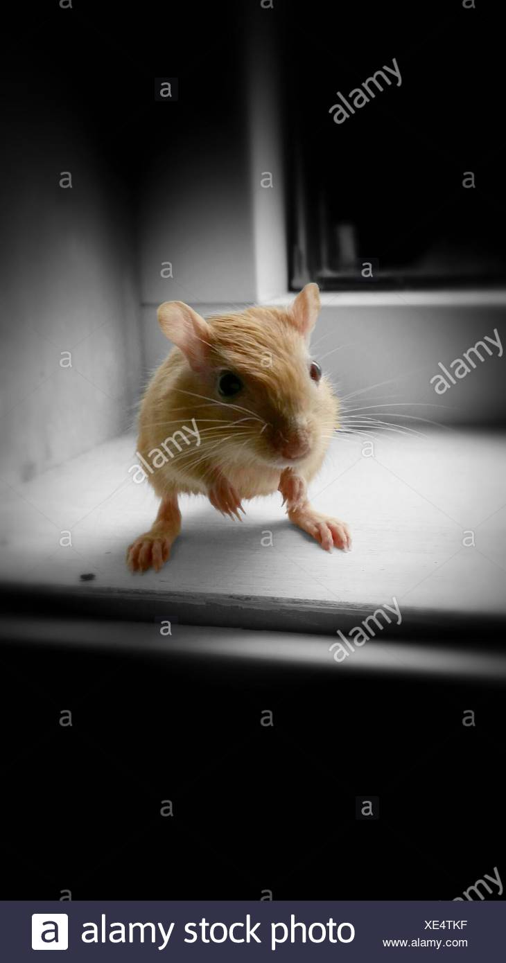 Rat Standing Up High Resolution Stock Photography and Images - Alamy