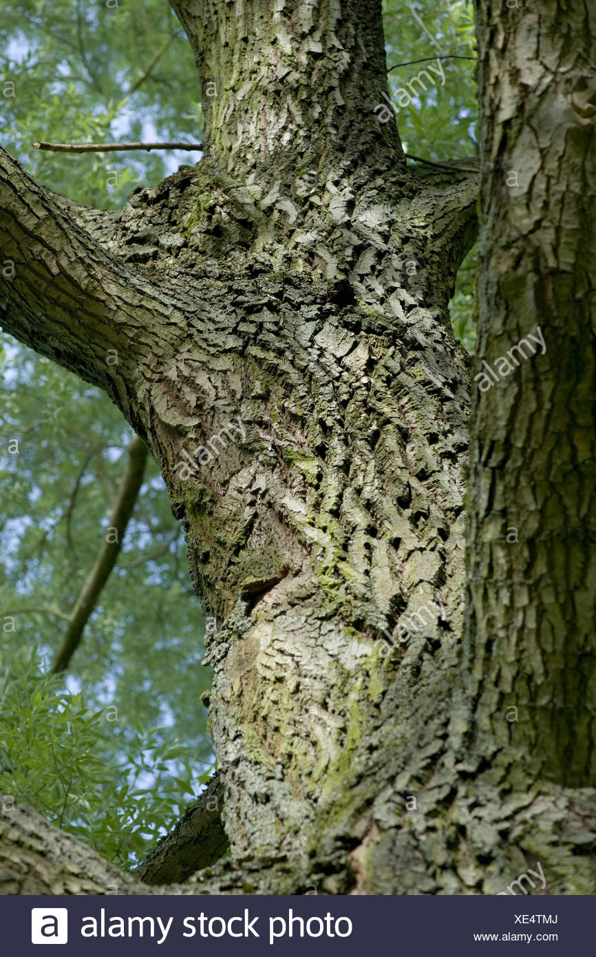 White Willow Tree Bark High Resolution Stock Photography and Images - Alamy