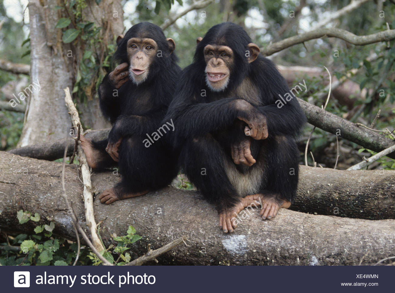 Pongidae High Resolution Stock Photography and Images - Alamy