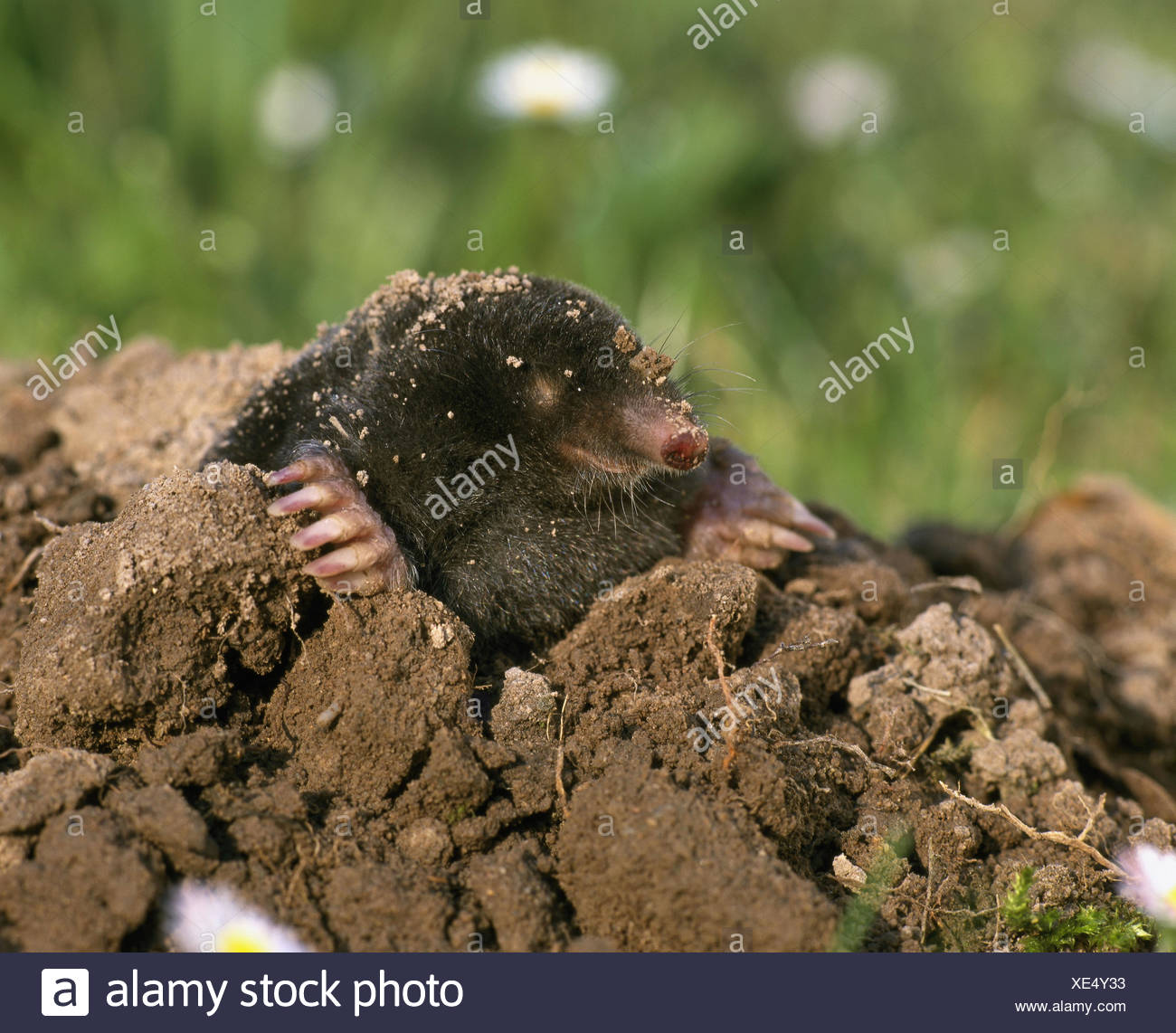 Insectivora High Resolution Stock Photography and Images - Alamy