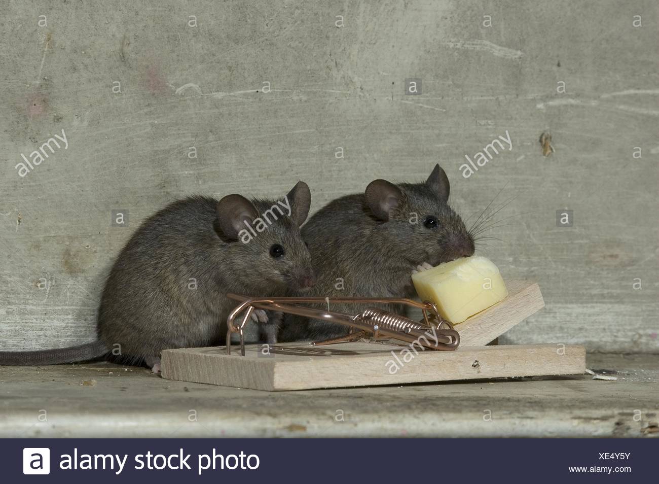 Mice House High Resolution Stock Photography and Images - Alamy