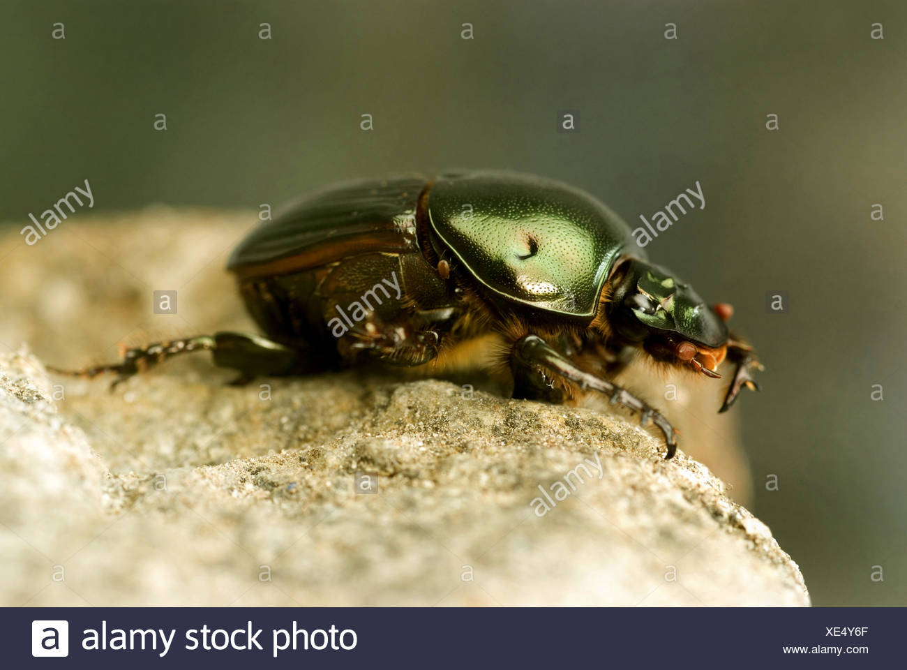 African Dung Beetles High Resolution Stock Photography and Images - Alamy