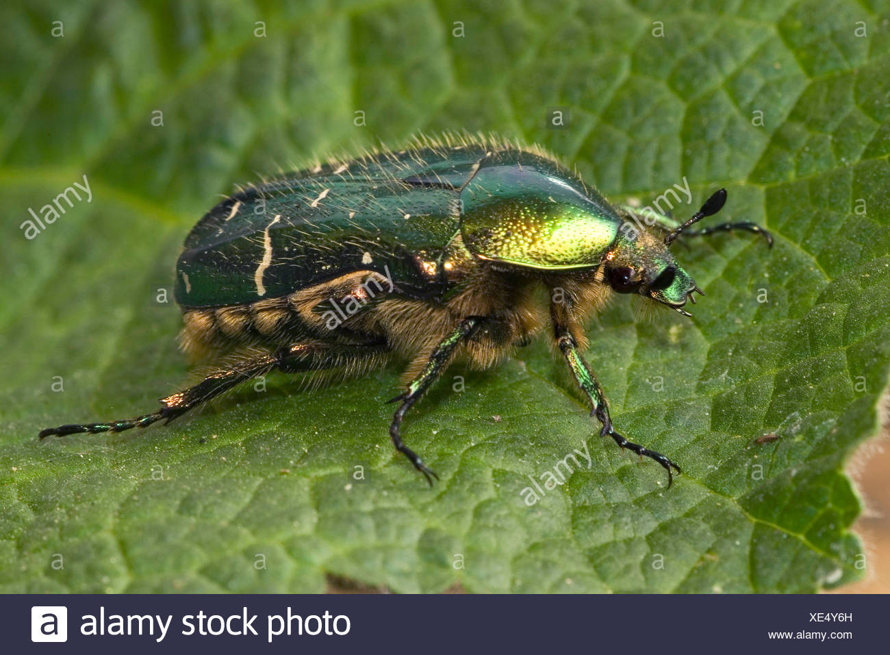 Shiny Leaf Beetle High Resolution Stock Photography and Images - Alamy