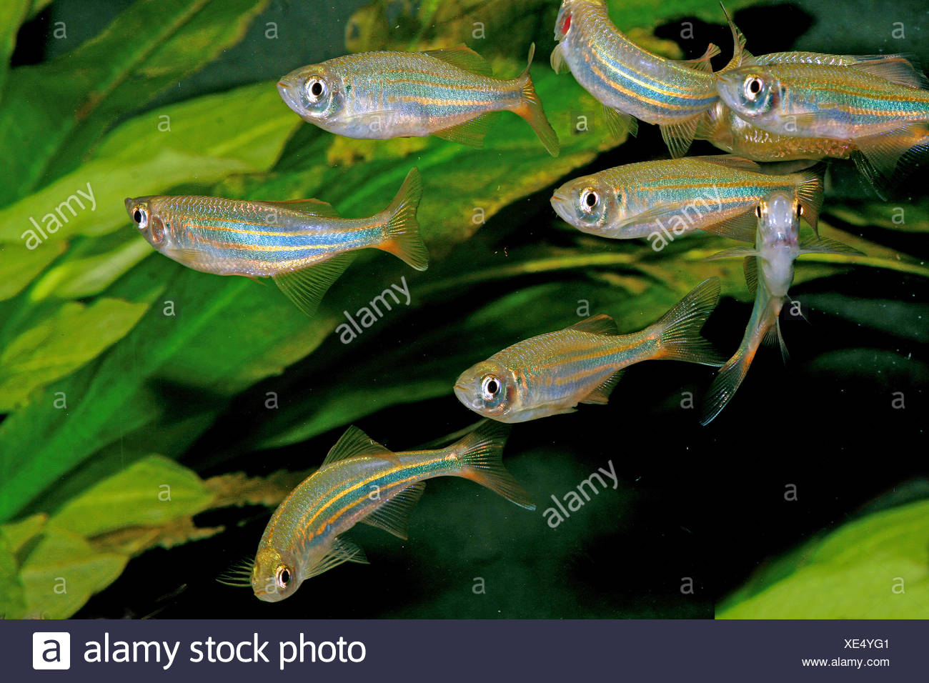 Eleven Animals High Resolution Stock Photography and Images - Alamy