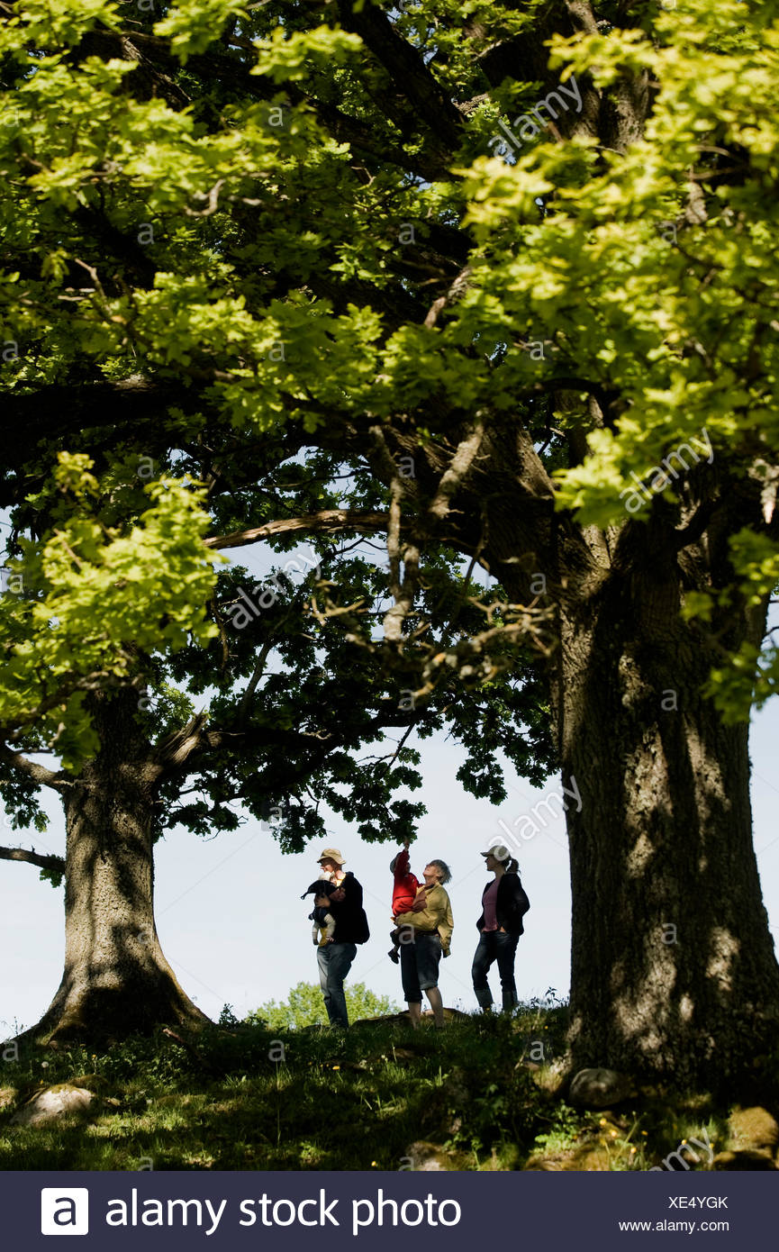 Under The Oak Trees High Resolution Stock Photography and Images - Alamy